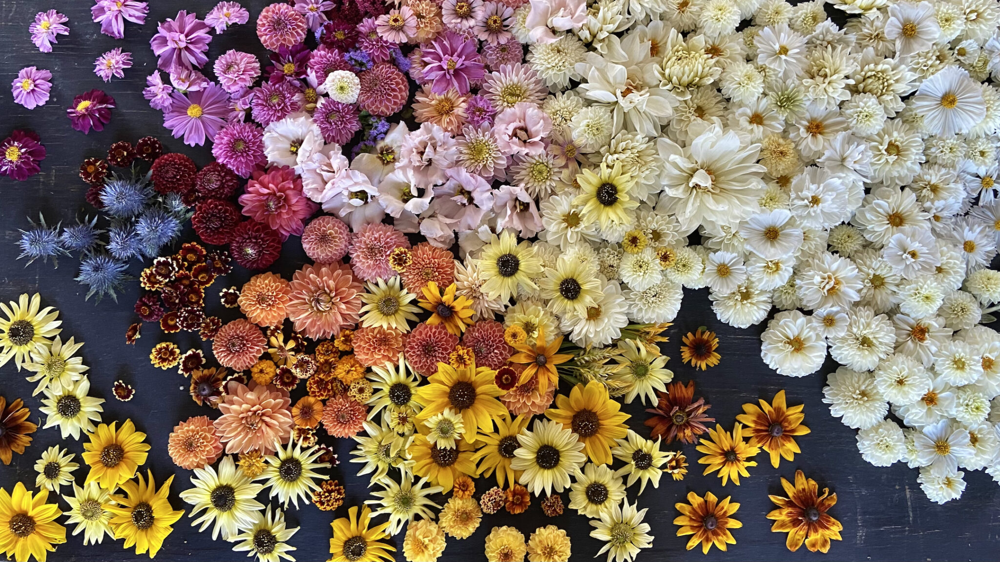 Kathleen Clemons ~ Floral Photography - Strada Toscana